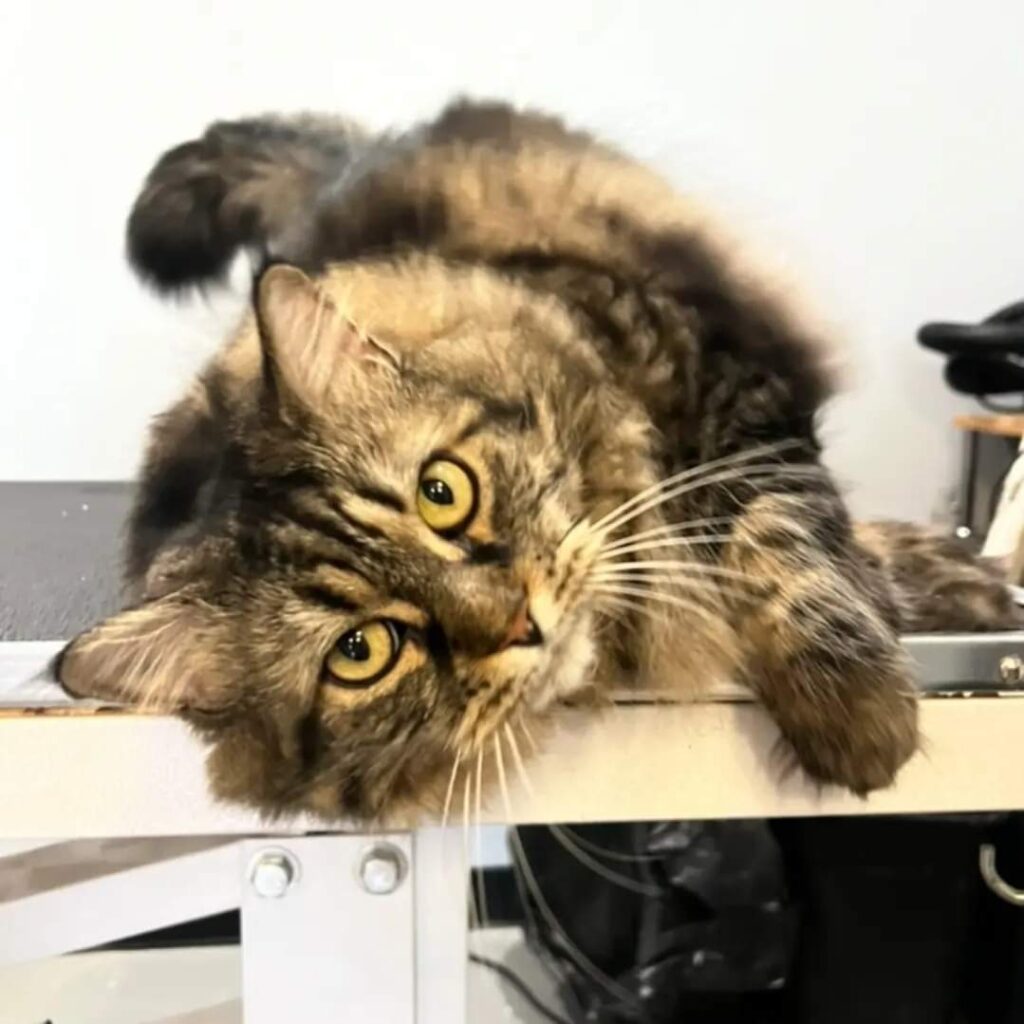 Cat Grooming - Swanky Paws Pet Spa