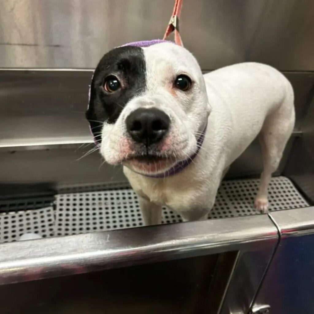 VIP Grooming - Swanky Paws Pet Spa